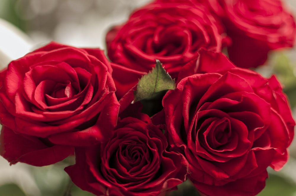 Lovely Red Rose Bundle Pictures, Photos, and Images for Facebook ...