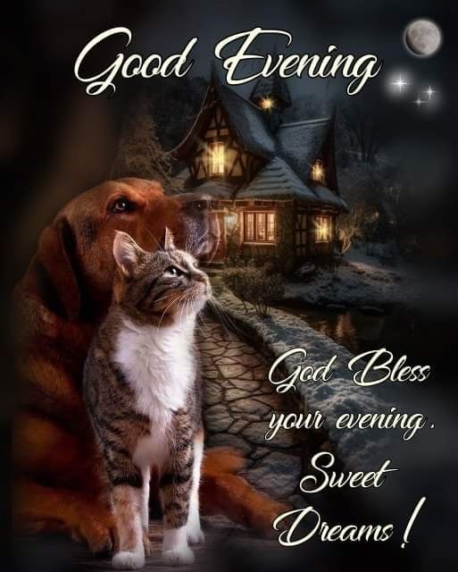 Have A Great Evening With Cat