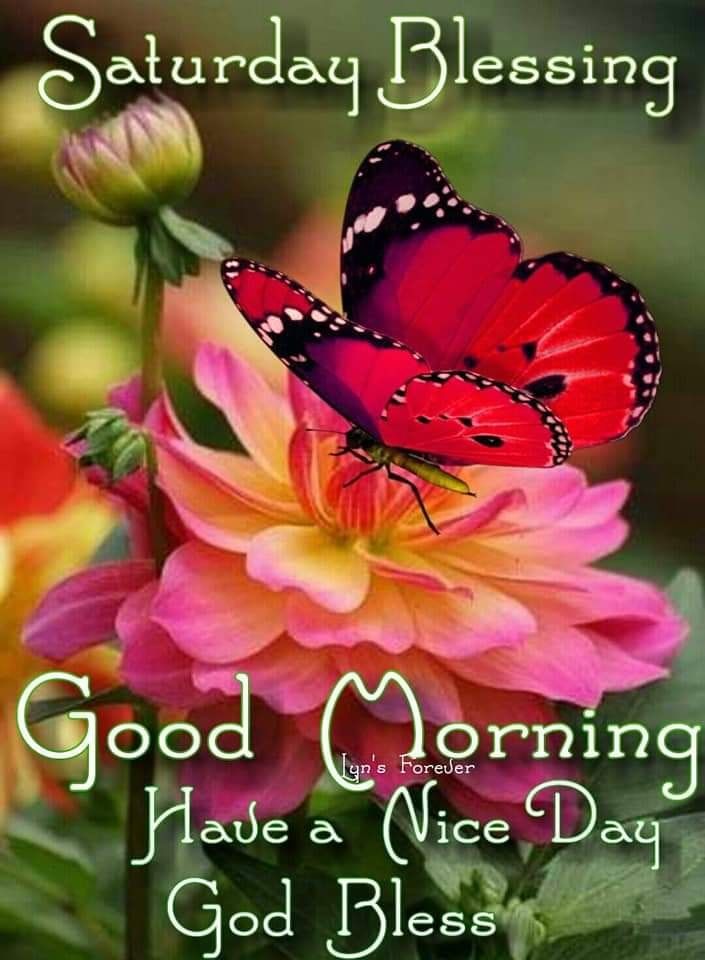 Saturday Blessing Morning With Beautiful Butterfly Pictures, Photos ...