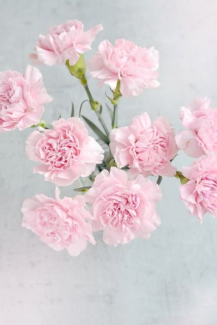 Pink Carnations Pictures, Photos, and Images for Facebook, Tumblr ...