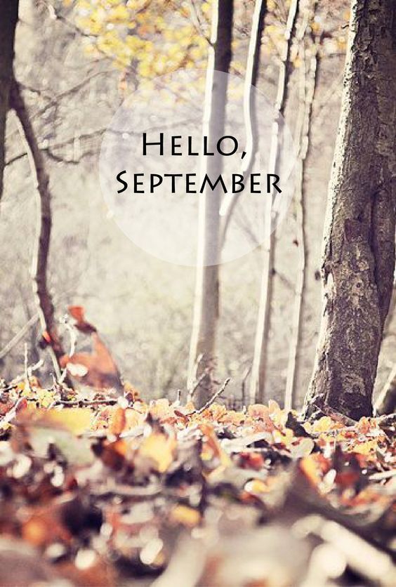 Autumn Forest - Hello September With Crisp Leaves Pictures, Photos, and ...