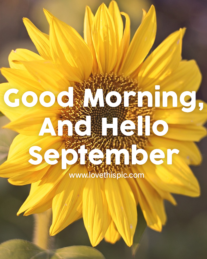 Good Morning And Hello September With Sunflowers Pictures, Photos, and ...