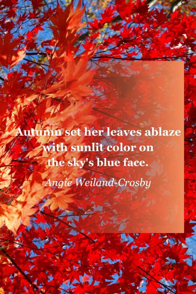Autumn Set Her Leaves Ablaze With Sunlit Color On The Sky’s Blue Face ...