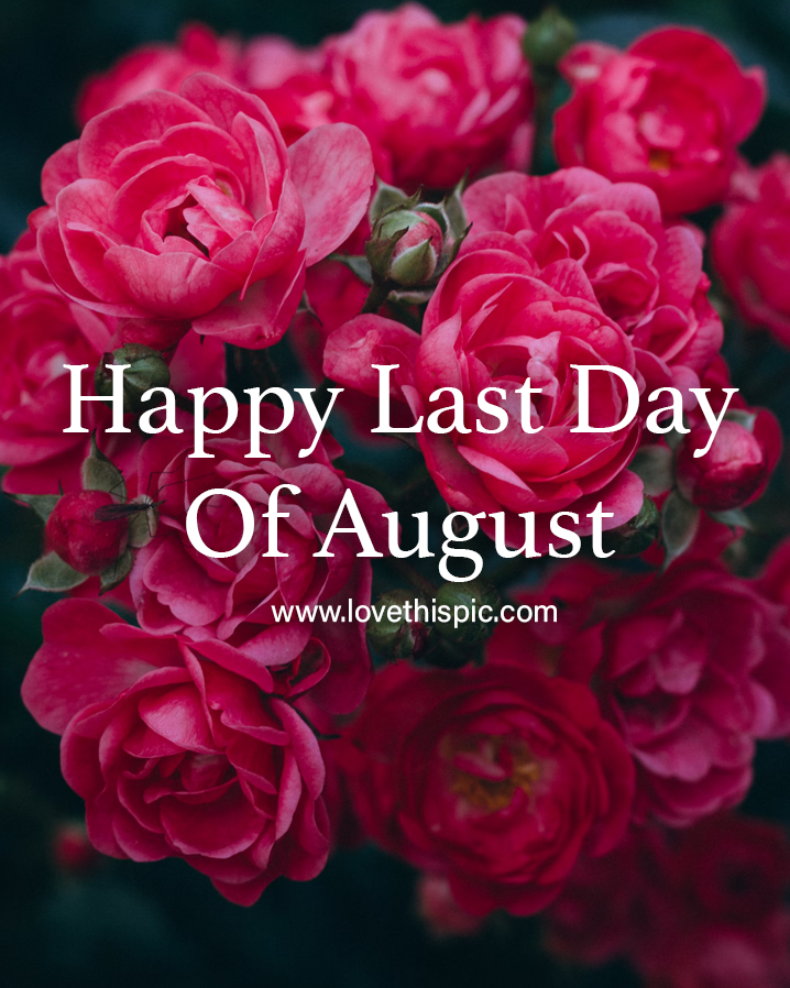 Pink Rose Closeup - Happy Last Day Of August Pictures, Photos, and ...