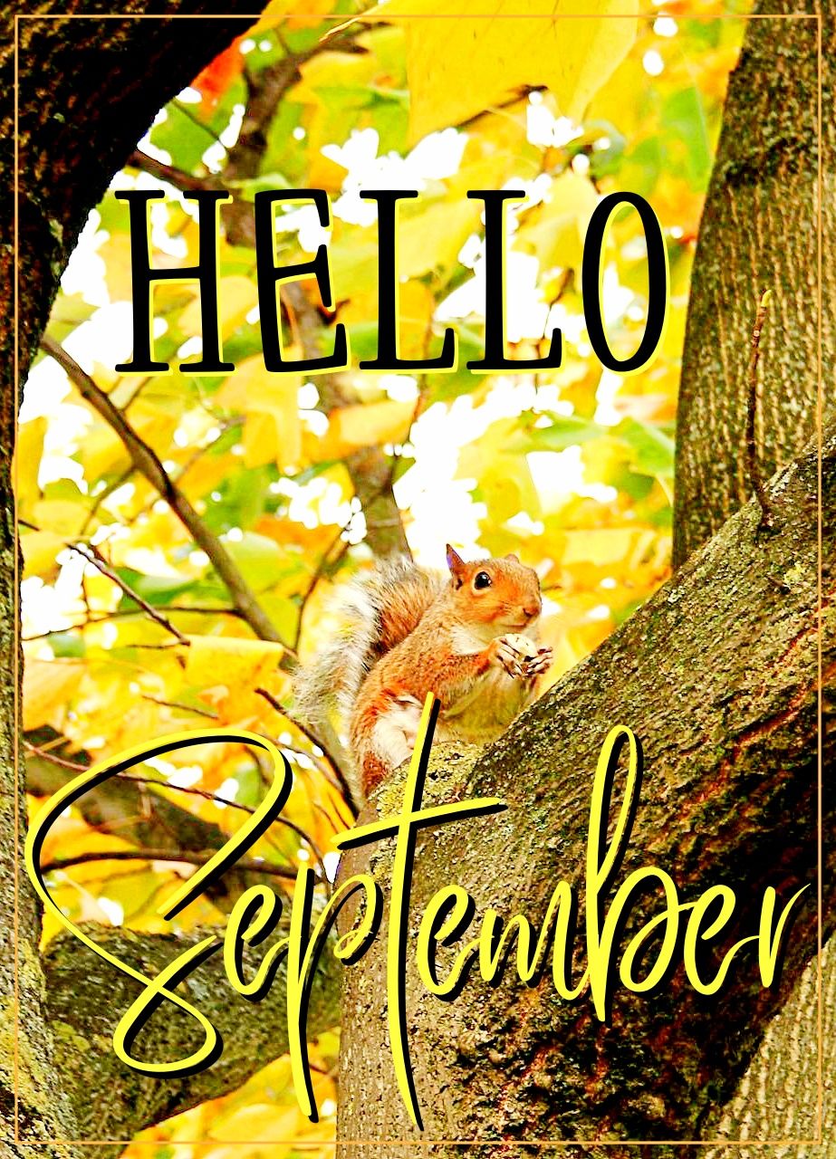Hello September Squirrel Greeting Pictures, Photos, and Images for ...