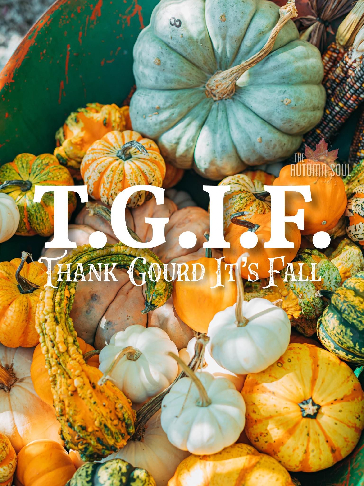 TGIF: Thank Gourd It's Fall Pictures, Photos, and Images for Facebook ...