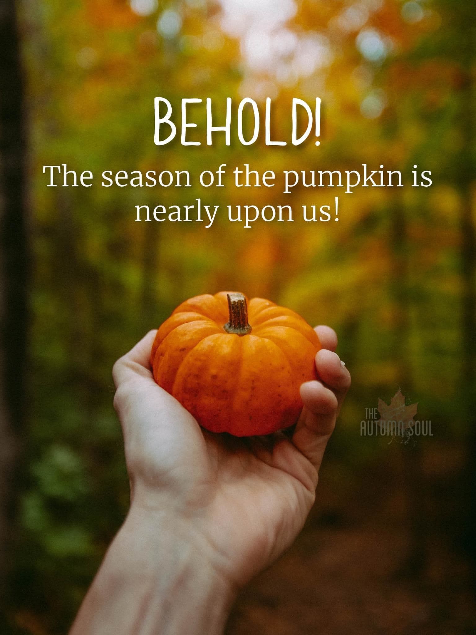 Behold! The Season Of The Pumpkin Is Nearly Upon Us Pictures, Photos ...