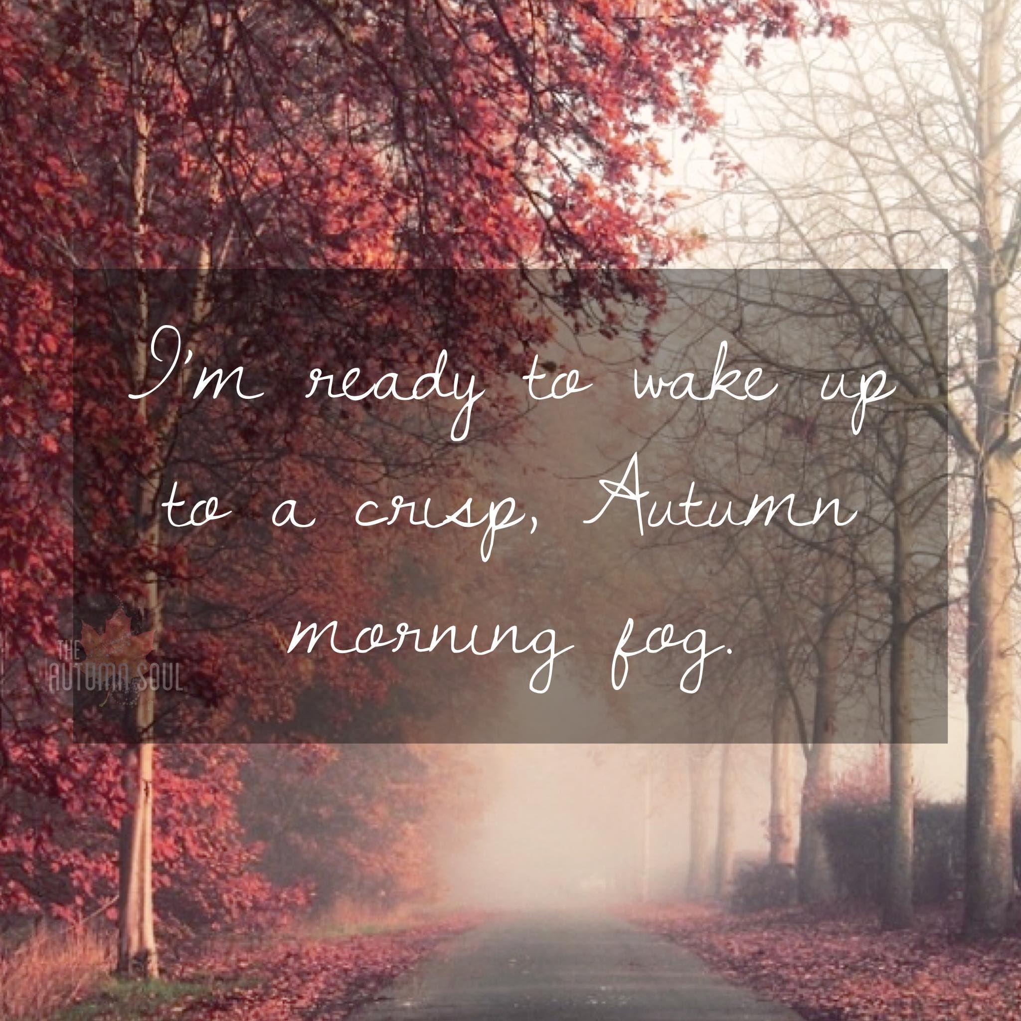 I'm Ready To Wake Up To A Crisp, Autumn Morning Fog. Pictures, Photos ...