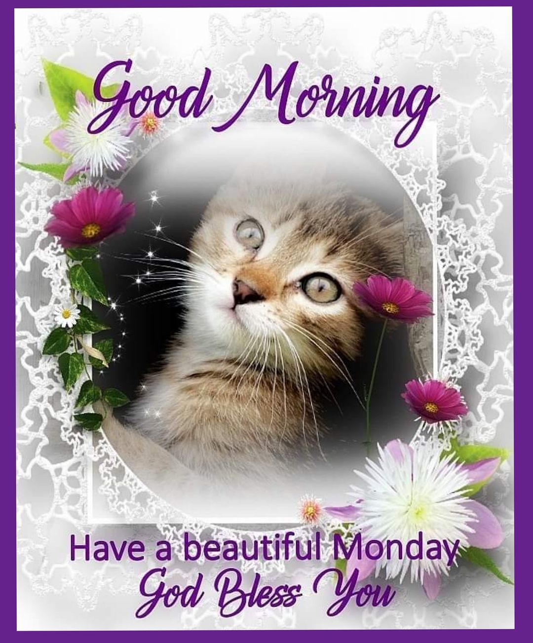 Adorable Kitten - Good Morning, Have A Beautiful Monday Pictures ...