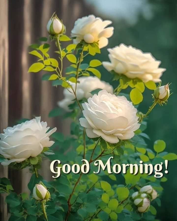 White Flower Good Morning Quote Pictures, Photos, and Images for ...