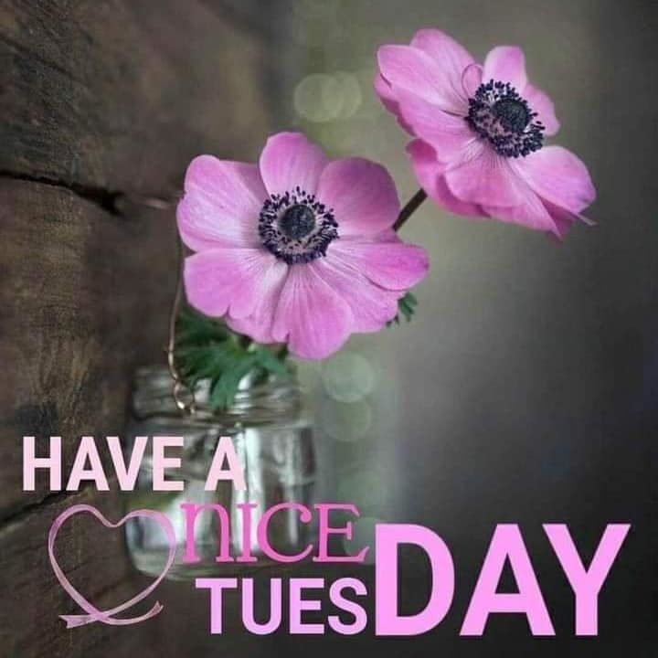 Have A Nice Tuesday Pictures, Photos, and Images for Facebook, Tumblr ...