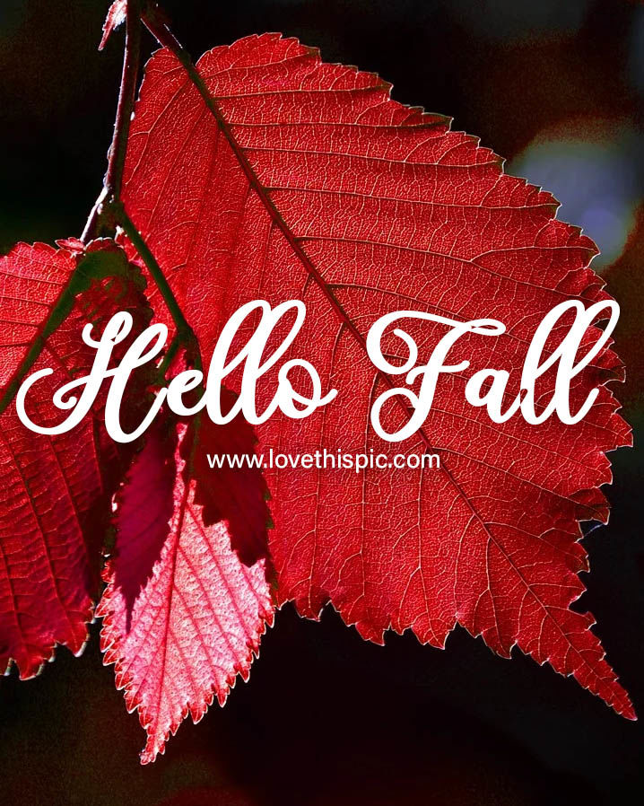 Red Leaf Hello Fall Greeting Pictures, Photos, and Images for Facebook ...