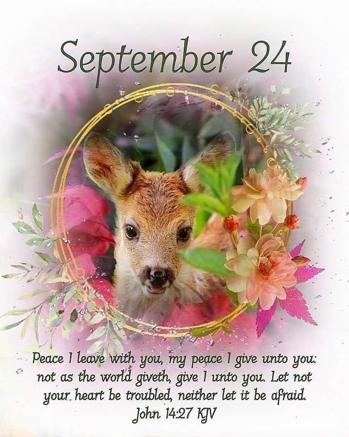 Cute Deer - September 24 Blessing Pictures, Photos, and Images for Facebook, Tumblr, Pinterest ...