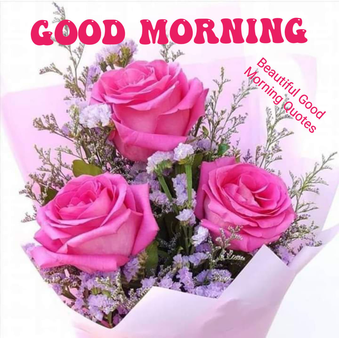 Pink Roses Good Morning Greeting Pictures, Photos, and Images for ...