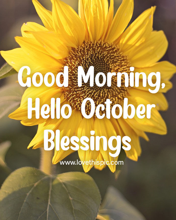 Good Morning, Hello October Blessings With Sunflowers Pictures, Photos ...