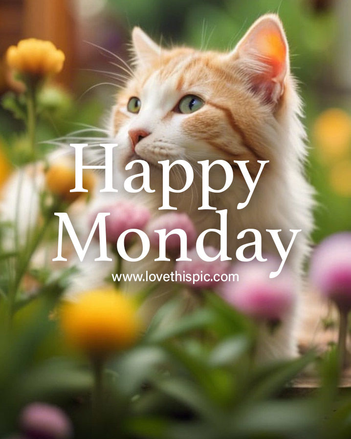 Cat In Garden - Happy Monday Pictures, Photos, and Images for Facebook ...