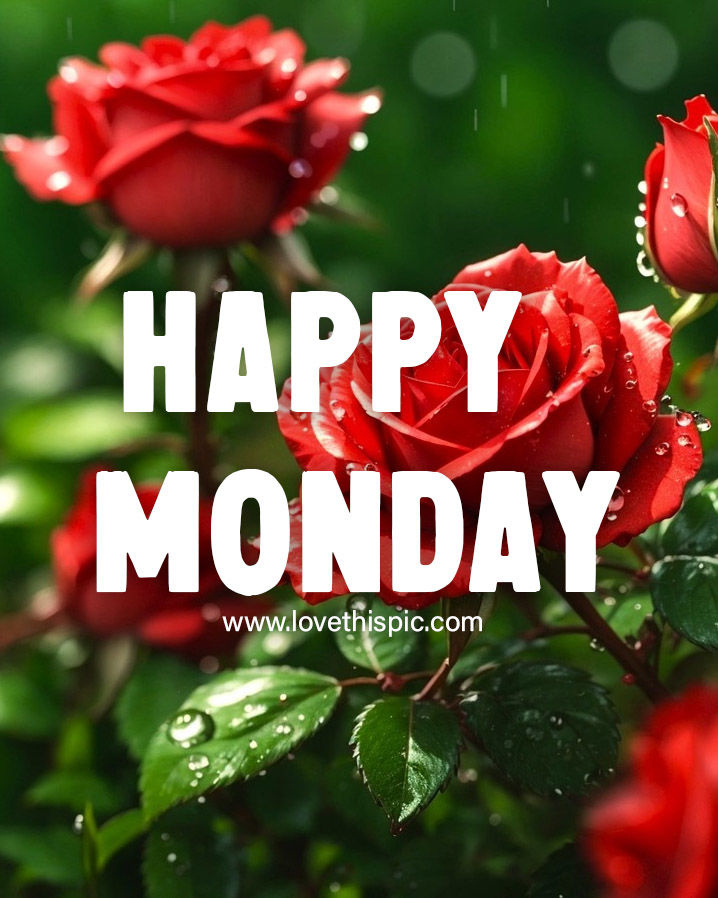 Red Rose In The Rain - Happy Monday Pictures, Photos, and Images for ...