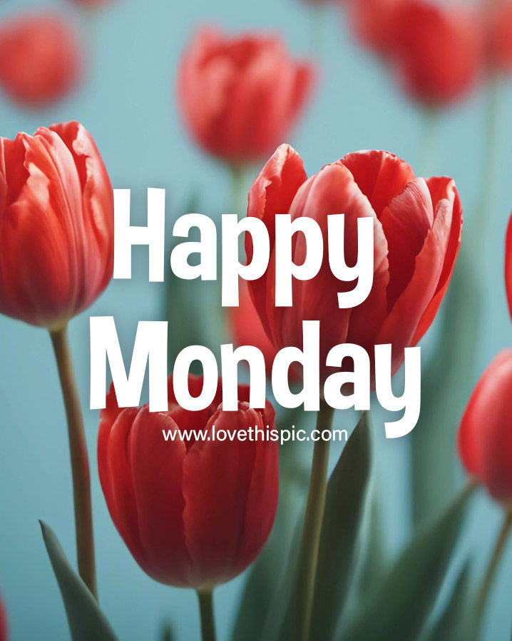 Red Tulip - Happy Monday Greeting Pictures, Photos, and Images for ...