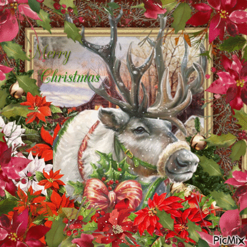 Merry Christmas Reindeer Pictures, Photos, and Images for Facebook ...