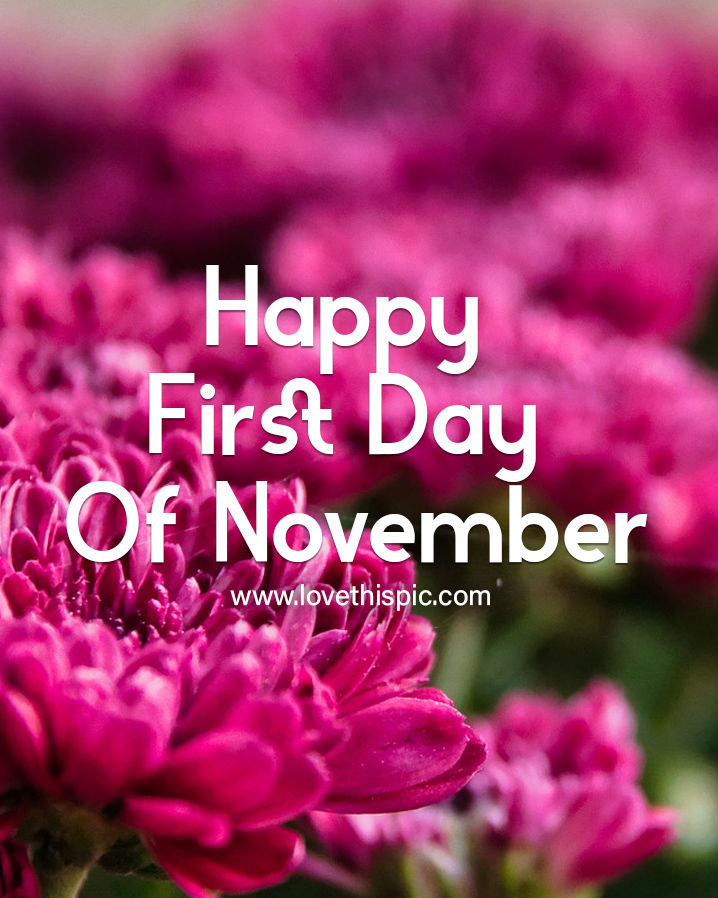 Beautiful Chrysanthemums - Happy First Day Of November Pictures, Photos ...