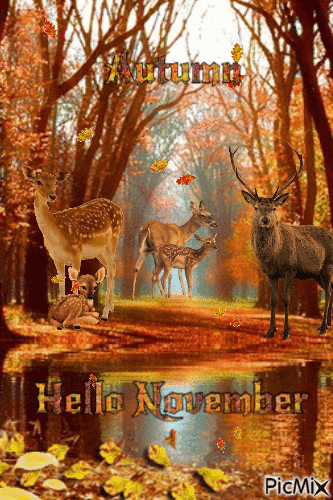 Hello November Autumn Gif Pictures, Photos, and Images for Facebook ...