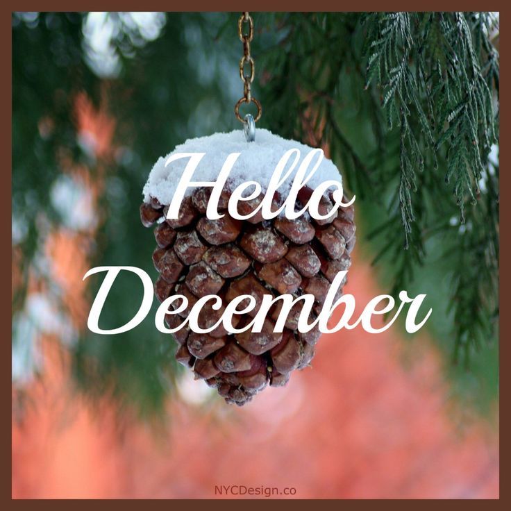 Snow Pinecone - Hello, December Pictures, Photos, and Images for ...