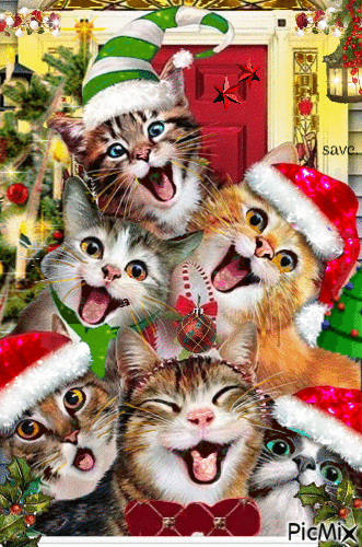 Happy Cats Pictures, Photos, and Images for Facebook, Tumblr, Pinterest ...