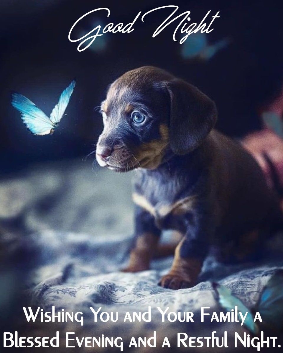 Puppy With Butterfly - Good Night & Blessed Evening Pictures, Photos ...