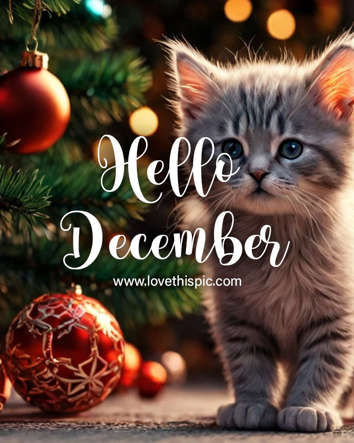 Kitten With Ornaments - Hello December Pictures, Photos, and Images for ...