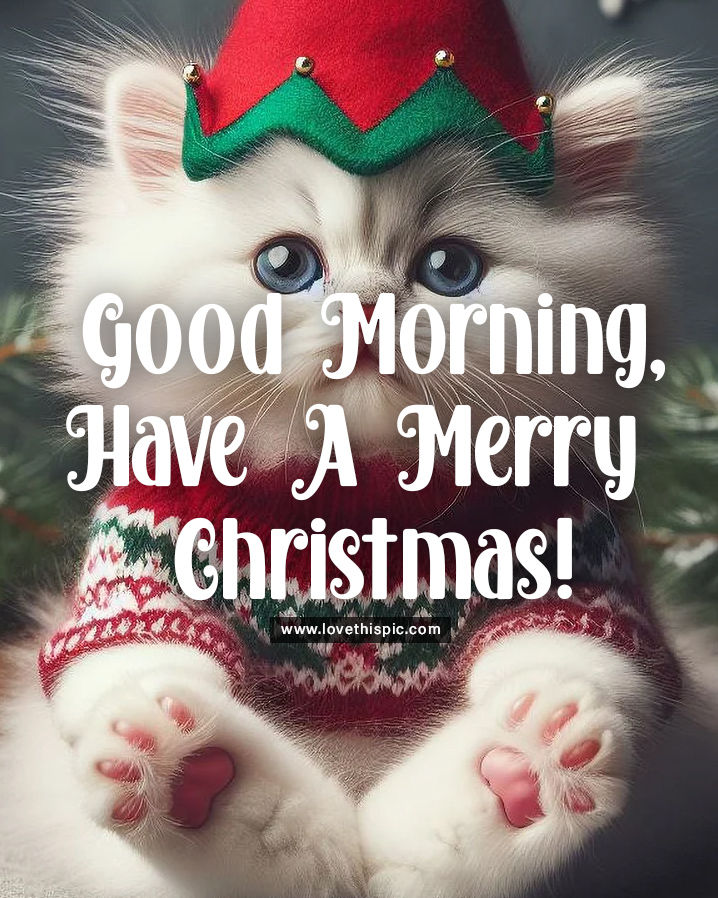 Elf Kitty - Good Morning, Have A Merry Christmas Pictures, Photos, and ...