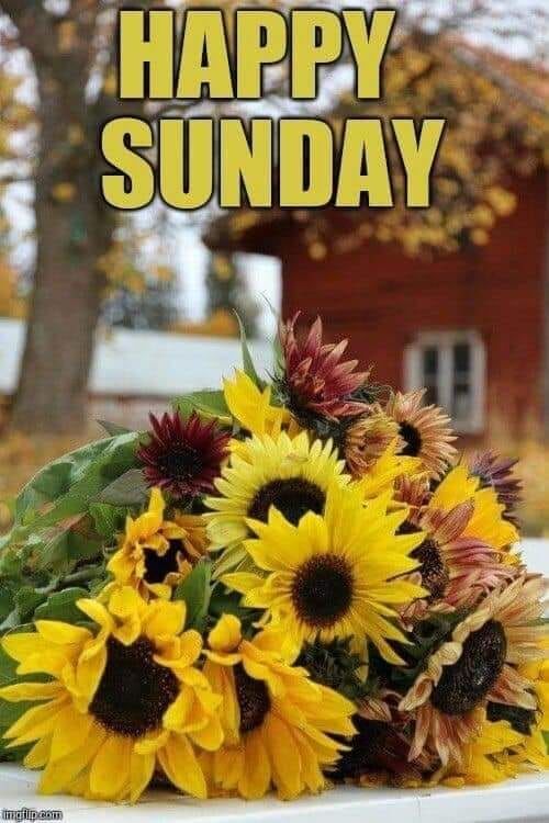 Happy Sunday Sunflowers Pictures, Photos, and Images for Facebook ...