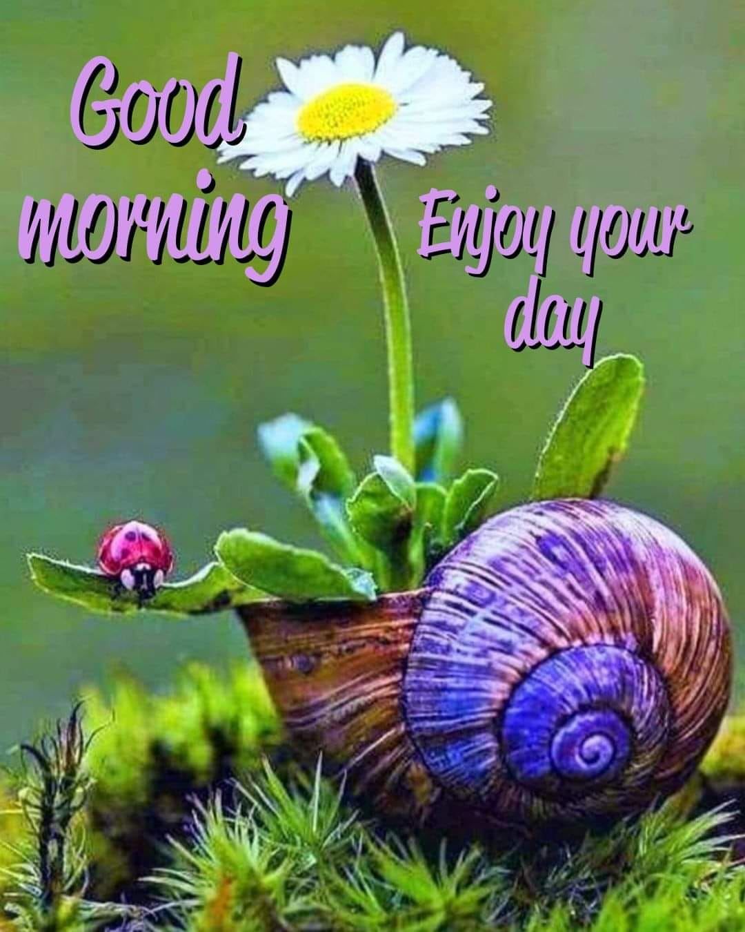 Good Morning, Enjoy Your Day Pictures, Photos, and Images for Facebook ...