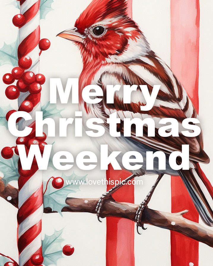Holiday Cardinal - Merry Christmas Weekend Pictures, Photos, and Images ...
