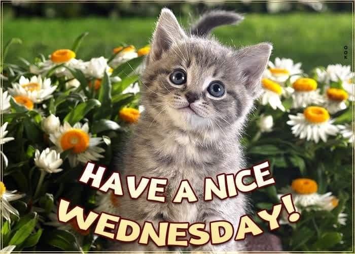Have A Nice Wednesday Pictures, Photos, and Images for Facebook, Tumblr ...