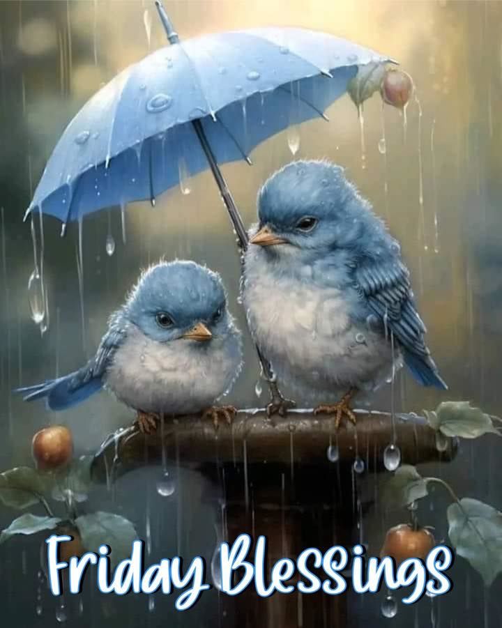 Rainy Birds - Friday Blessings Pictures, Photos, and Images for ...