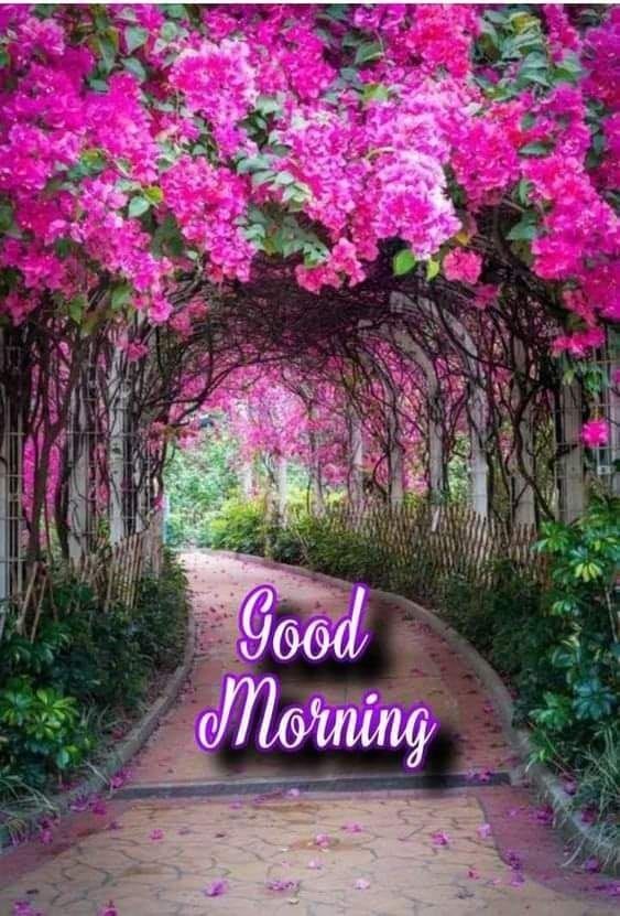 Good Morning Greeting With Floral Path Pictures, Photos, and Images for ...