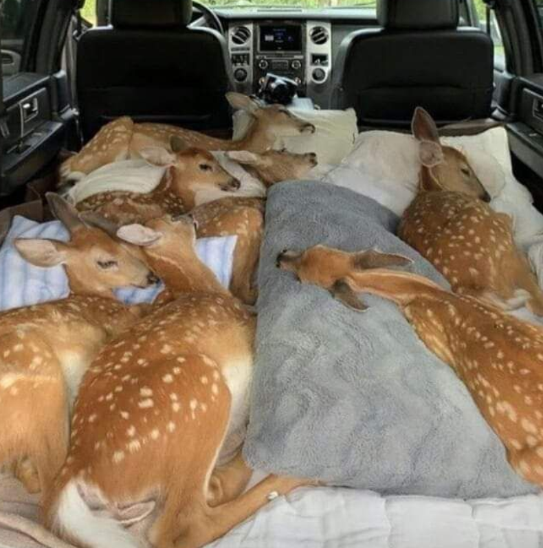 Cuddling Sleepy Deer Pictures, Photos, and Images for Facebook, Tumblr ...