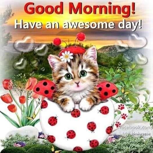 Good Morning, Have An Awesome Day! Pictures, Photos, and Images for ...