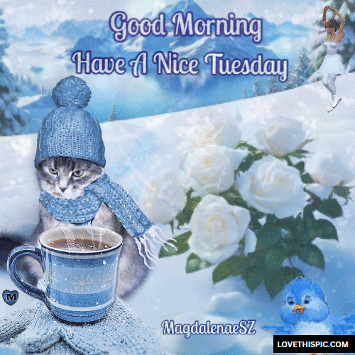 Winter Cat Good Morning Tuesday Gif Pictures, Photos, and Images for ...