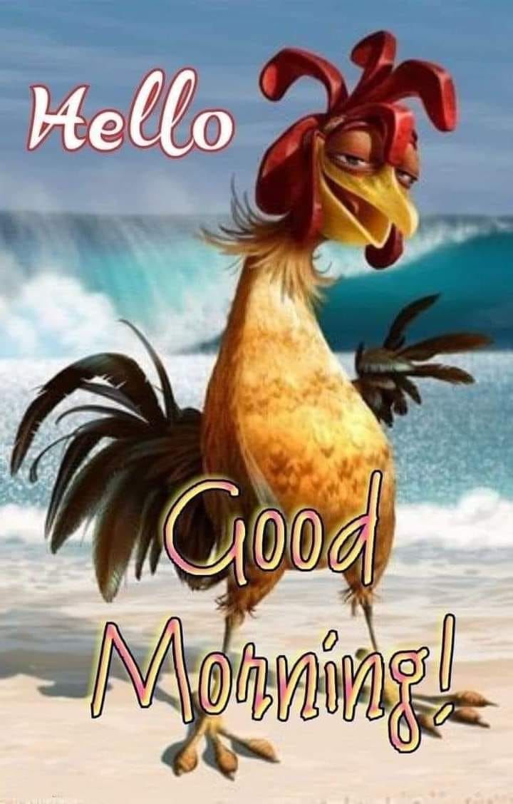 Cool Rooster Good Morning Quote Pictures, Photos, and Images for ...