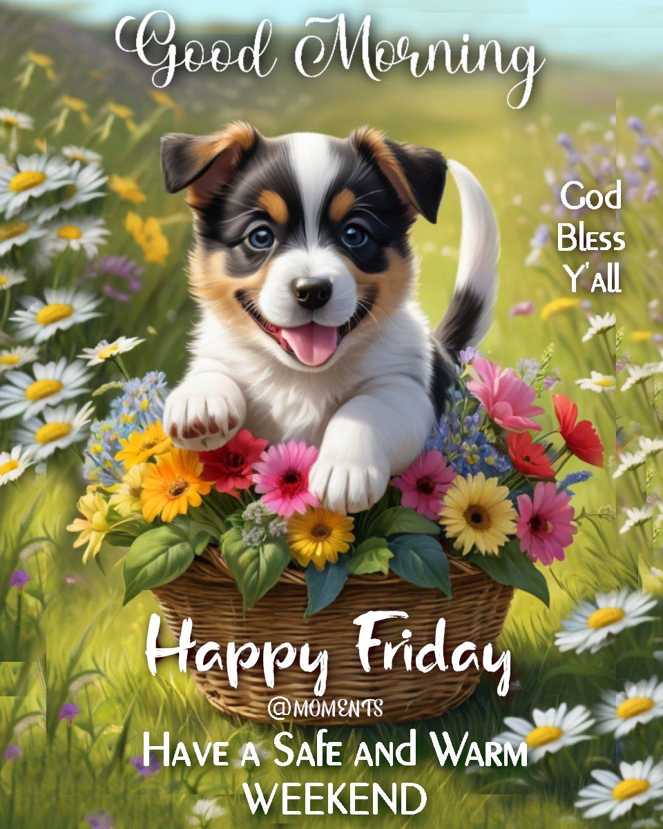 Dog In Floral Basket: Good Morning, Happy Friday Pictures, Photos, and ...