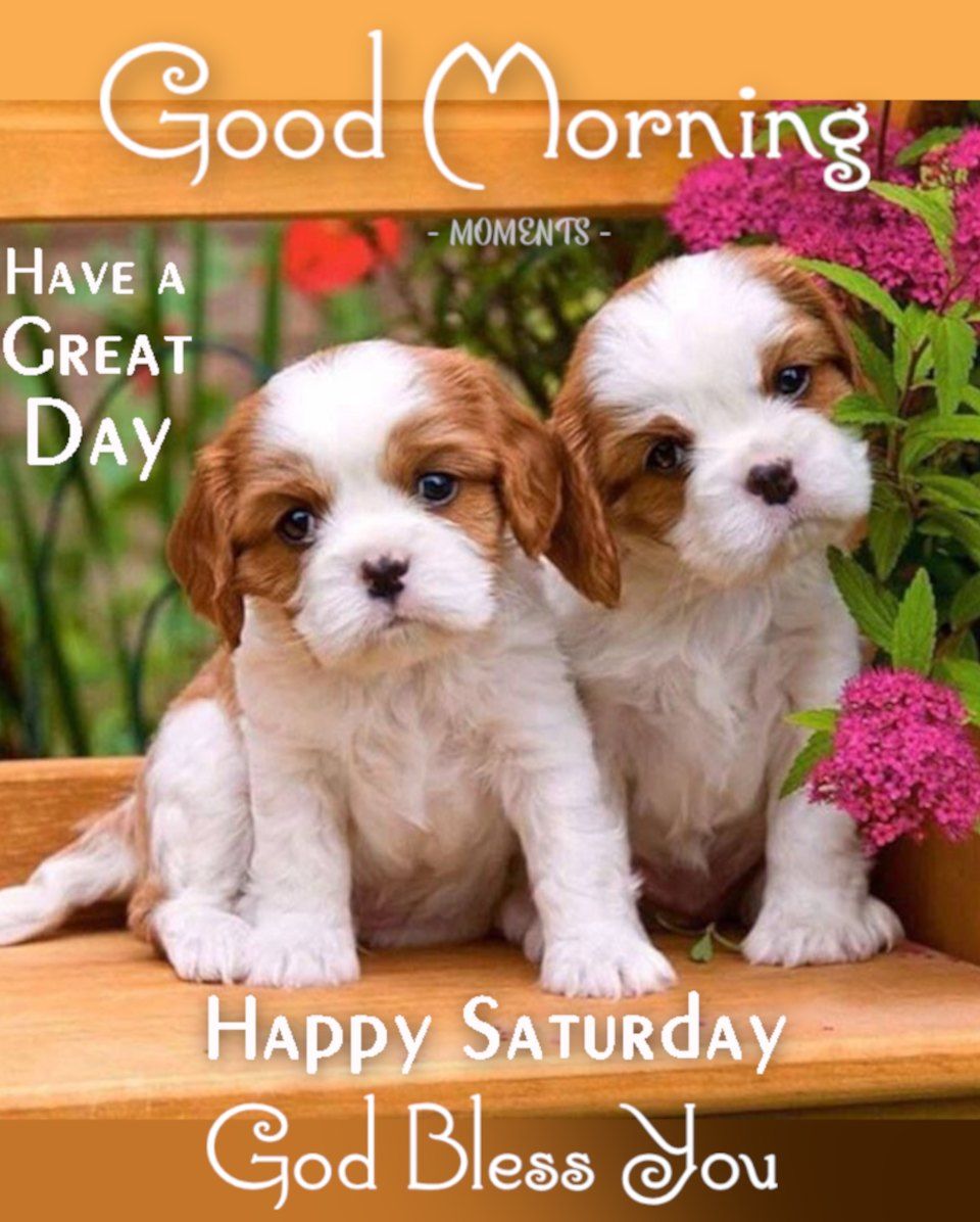 Happy Saturday Greeting With Adorable Puppies Pictures, Photos, and ...