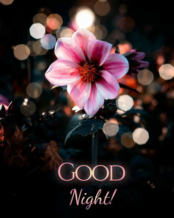 Good Night Flower Pictures, Photos, and Images for Facebook, Tumblr ...
