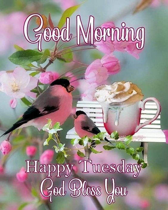 Pink Bird Good Morning Happy Tuesday Blessing Pictures, Photos, and ...