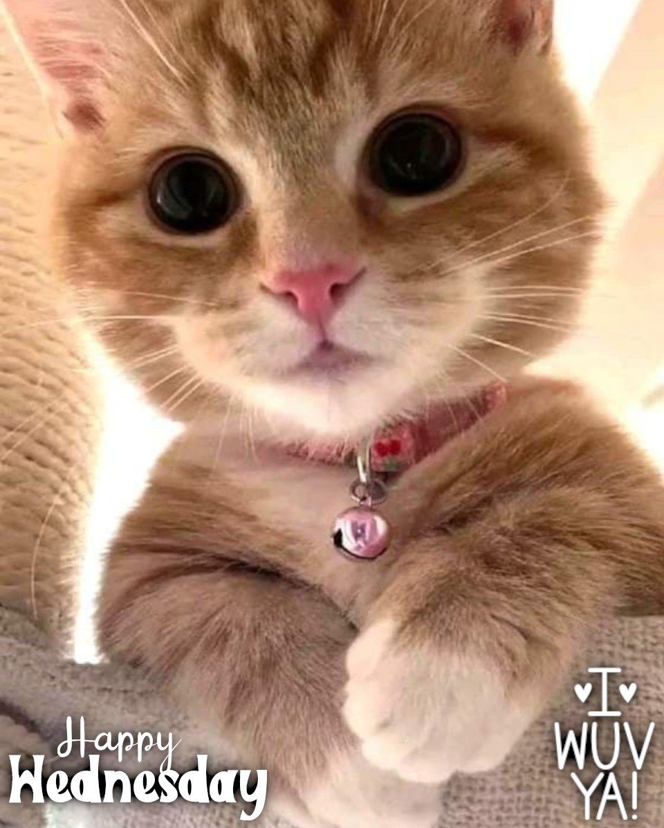 Happy Wednesday, I Wuv Ya! Pictures, Photos, and Images for Facebook ...