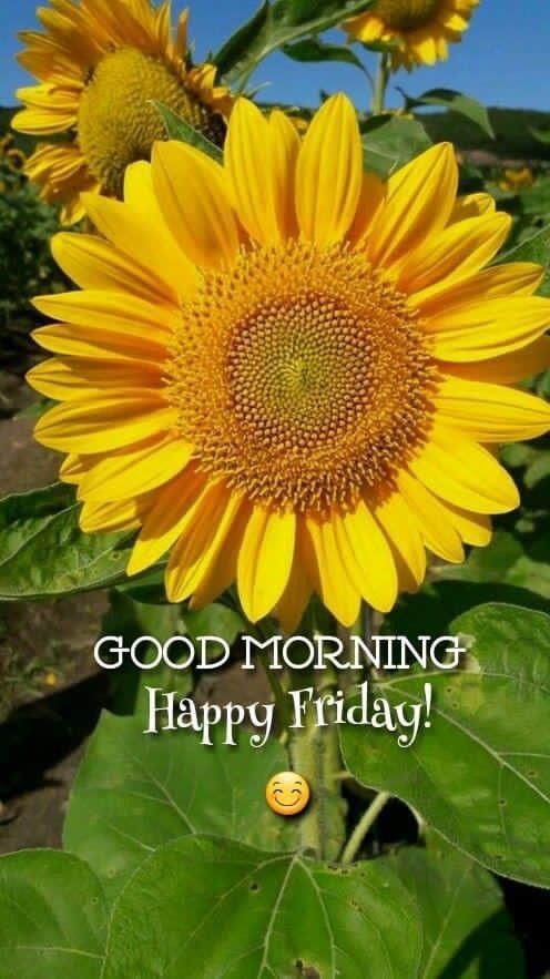 Sunflower Good Morning Happy Friday Quote Pictures, Photos, and Images ...