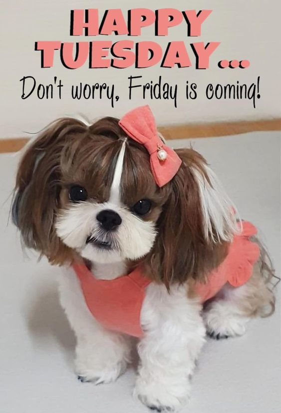 Don't Worry, Friday Is Coming....Happy Tuesday Pictures, Photos, and ...