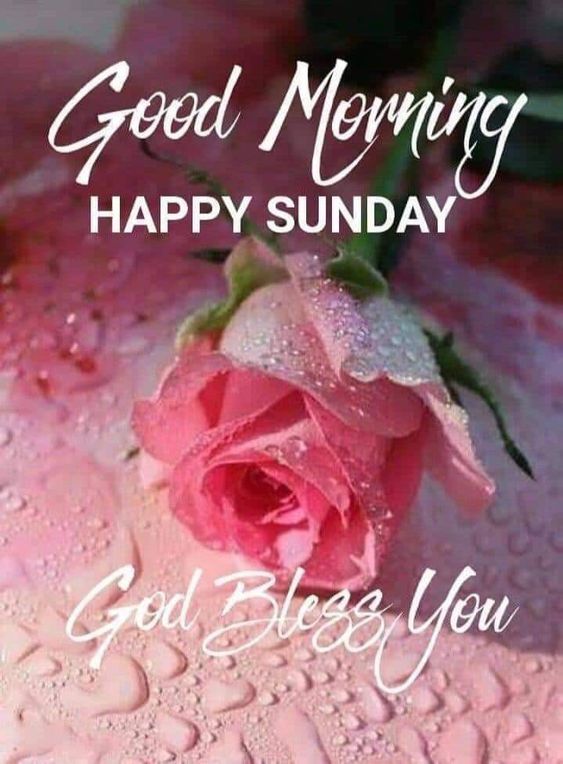 Wet Rose Good Morning, Happy Sunday Pictures, Photos, and Images for ...