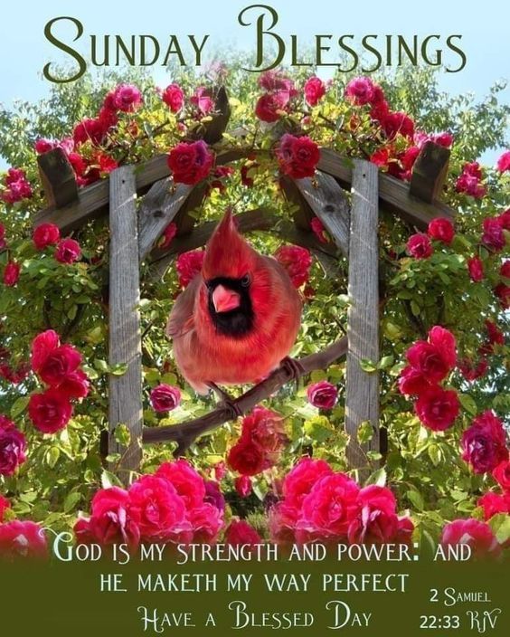 Cardinal Sunday Blessings Pictures, Photos, and Images for Facebook ...