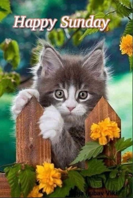 Cat On Fence - Happy Sunday Pictures, Photos, and Images for Facebook ...